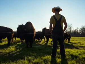 Beef Tallow vs Ghee: Clarified Butter Comparison - Beef Tallow Net